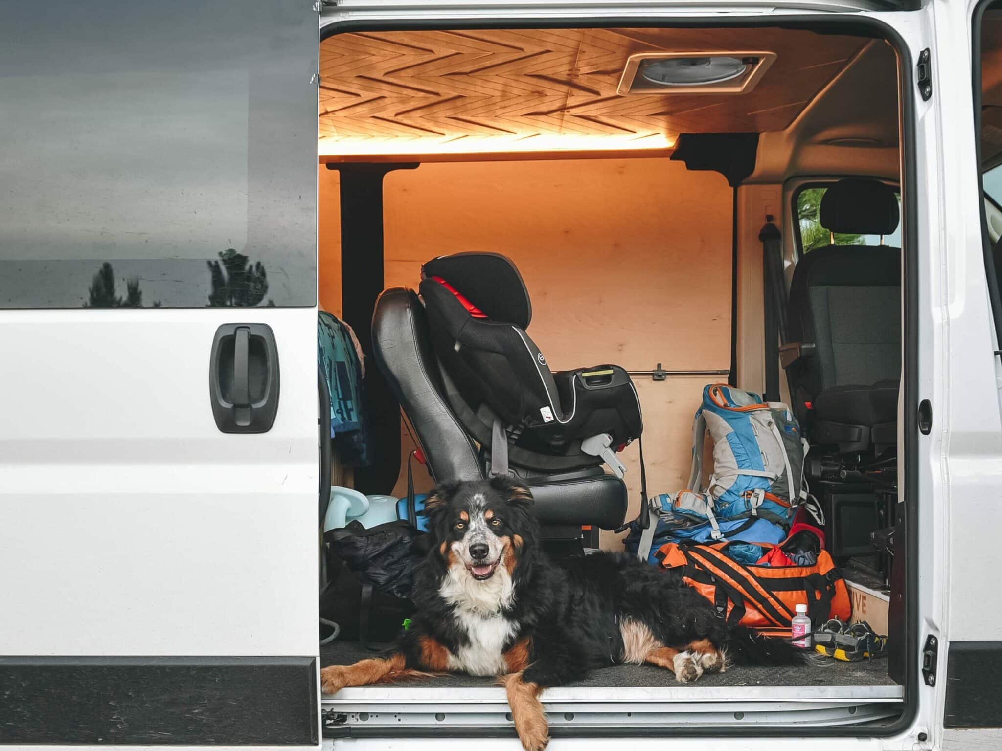 Top 5 Tips for RV Adventuring With Your Dog | Native Campervans