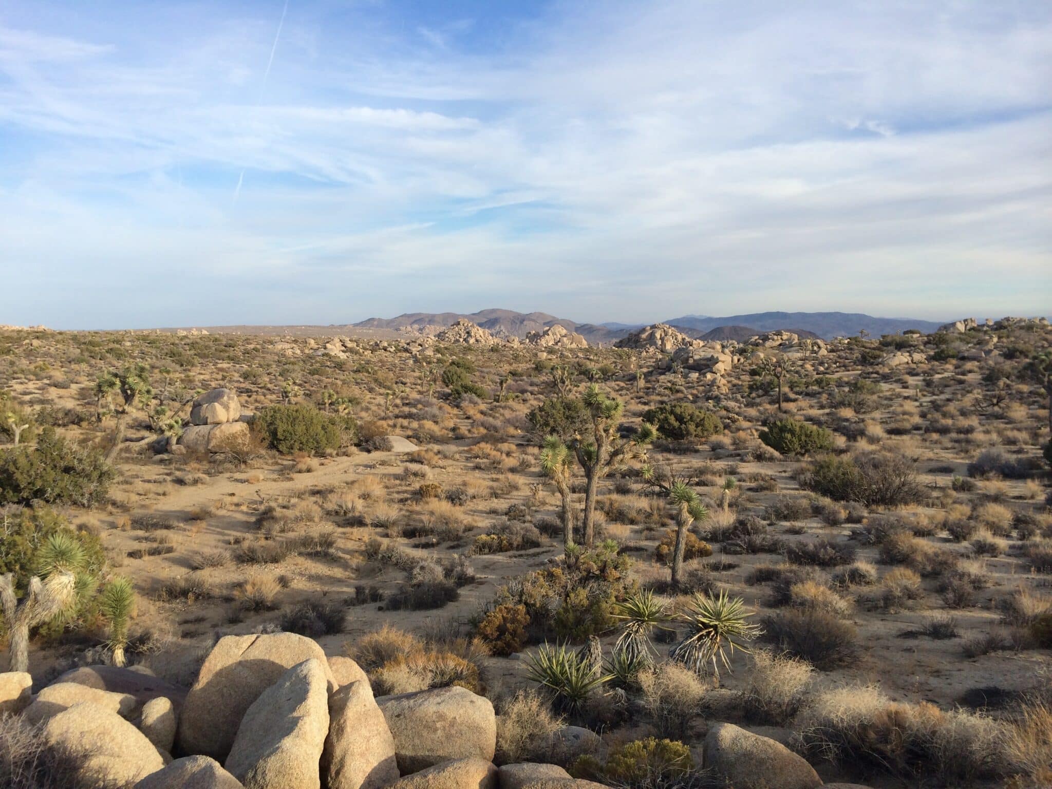 36-Hours in Joshua Tree National Park | Native Campervans